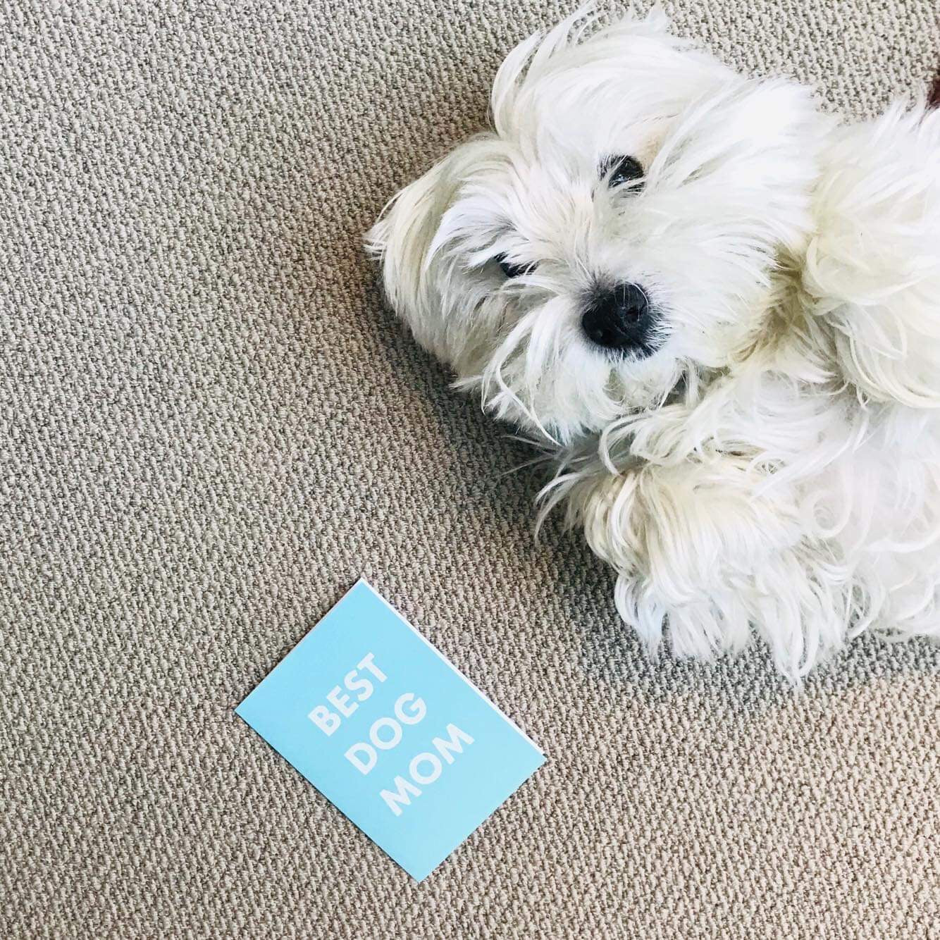 Pooch Design Q&A – The Good Pet Home