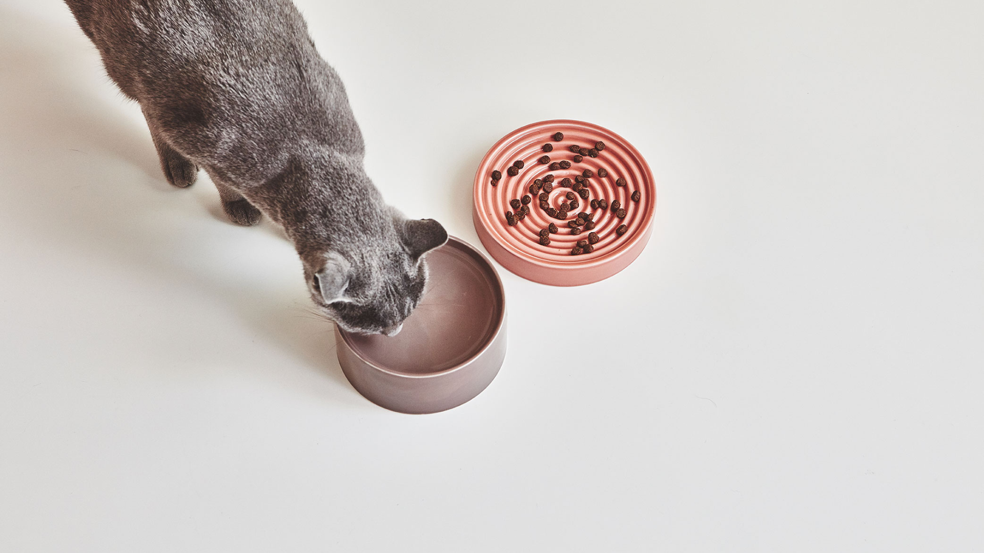 Feline Sale – The Good Pet Home
